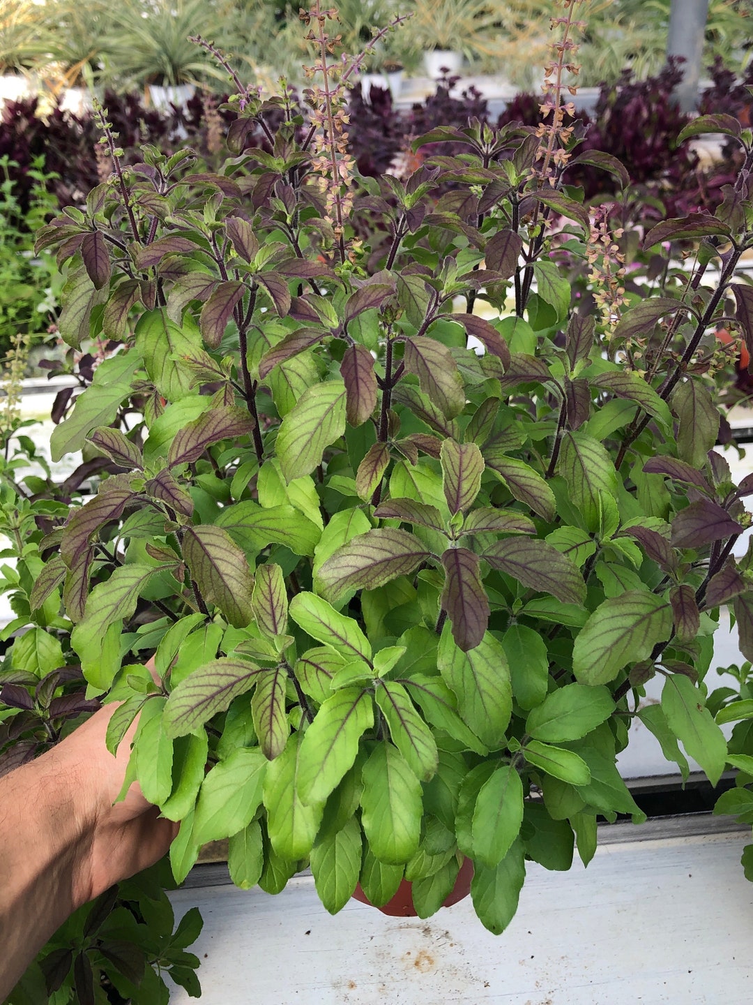 Krishna Tulsi Extra Large Plant Holy Basil ~ Ocimum Sanctum ~ Purple ...