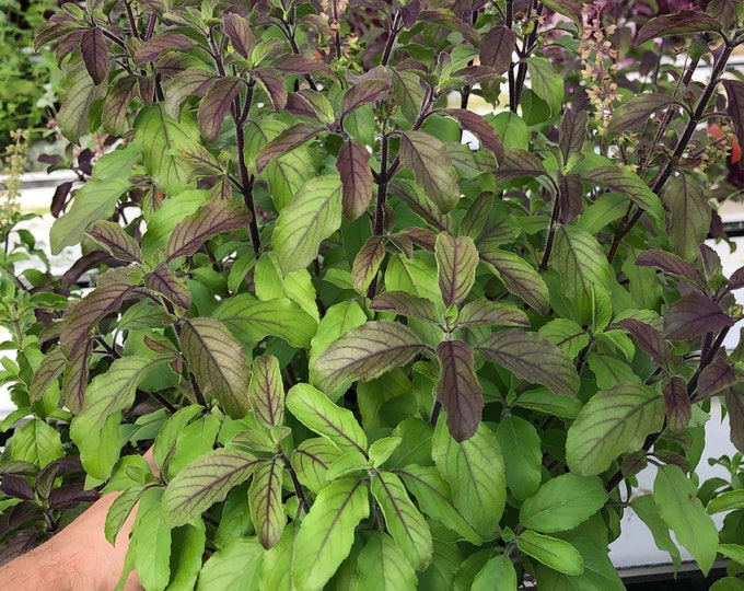 Krishna Tulsi Extra Large Plant Holy Basil ~ Ocimum Sanctum ~ Purple ...