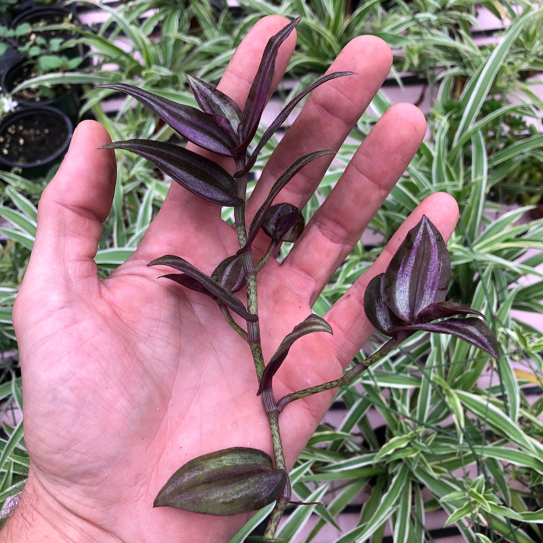 Wandering Jew 5, 10, 20 Large Cutting’s ~ Tradescantia Zebrina "mini ...