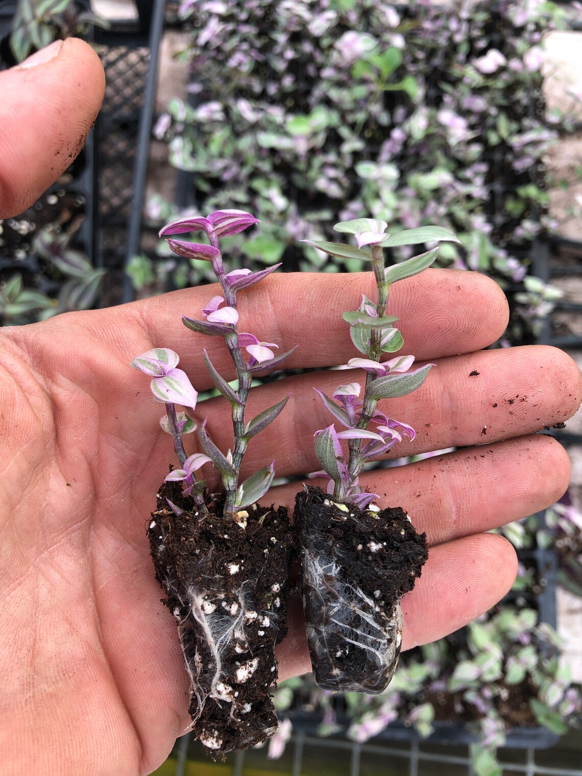 Tradescantia ROOTED Cuttings. pink Lady Vibrant - Etsy