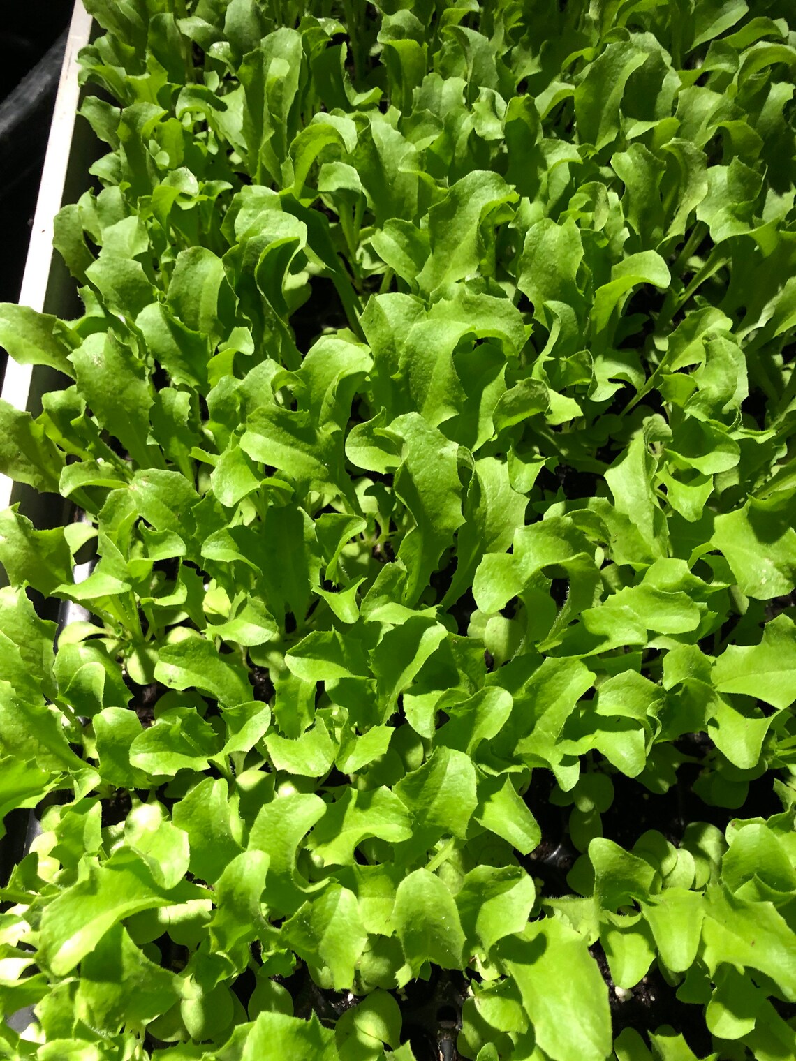 10 Live Frisée Lettuce Starts. Ready to Plant - Etsy