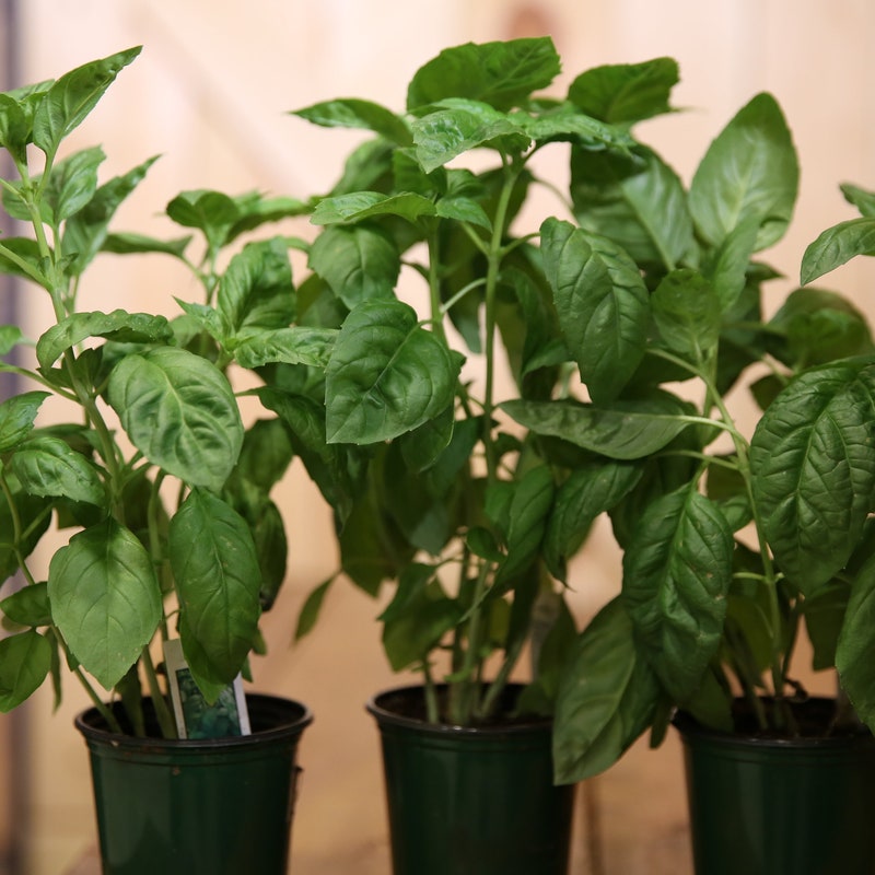 Vegetable Plants Live - Etsy