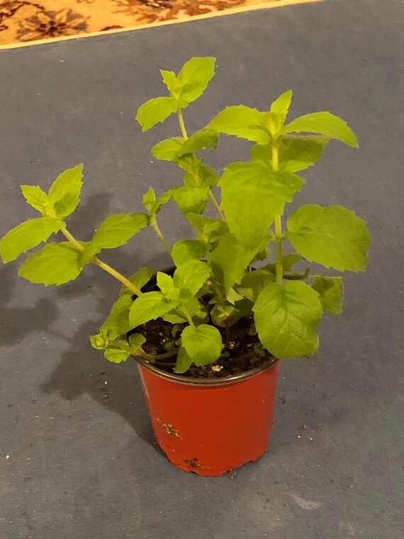 Home & Living Mint plant live fresh 4” pot Outdoor & Gardening Indoor ...