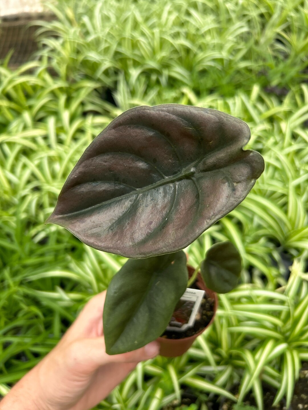 Alocasia Red Secret ~ Live Houseplant for Home and Office Decor - Etsy