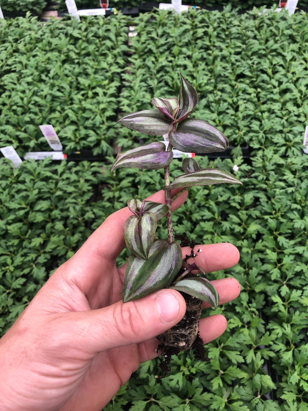 Mini Tradescantia Zebrina Live Plant Wandering Jew 3 Pack - Etsy