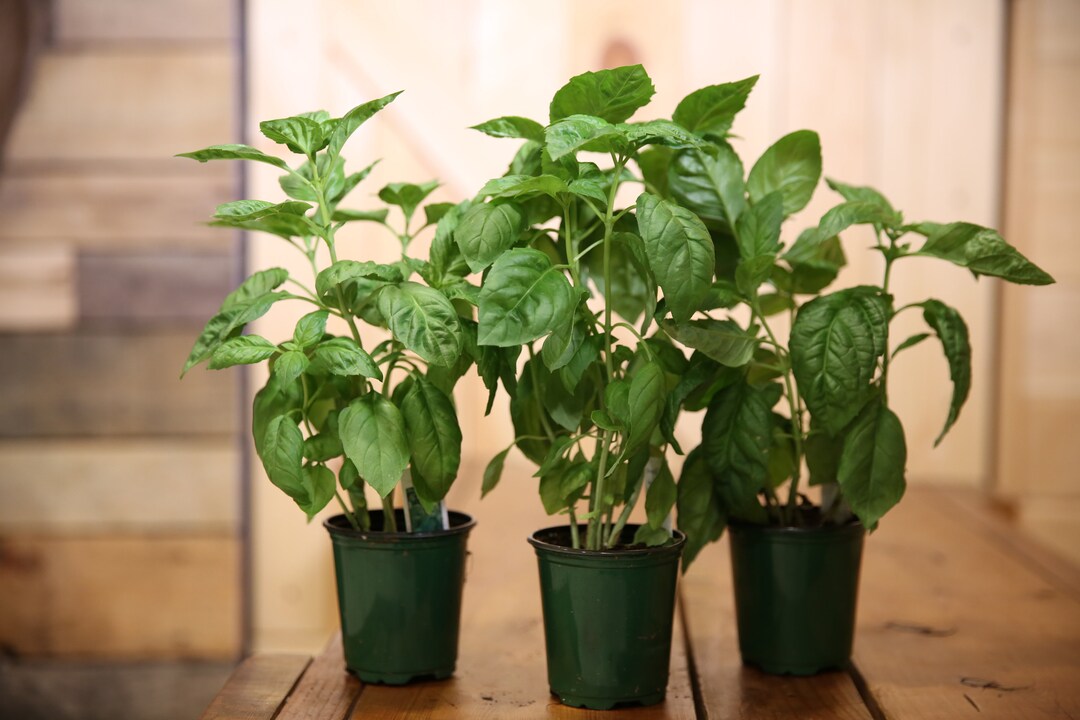 BASIL Italian Live Plant. 4" Pot Fresh and Healthy Very Aromatic - Etsy