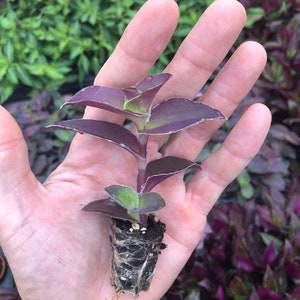 Tradescantia Wandering Jew Pale Puma Fully Rooted Starter Plants Rare ...