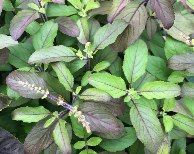 Temperate Tulsi 1000 SEEDS Holy Basil Ocimum Africanum - Etsy