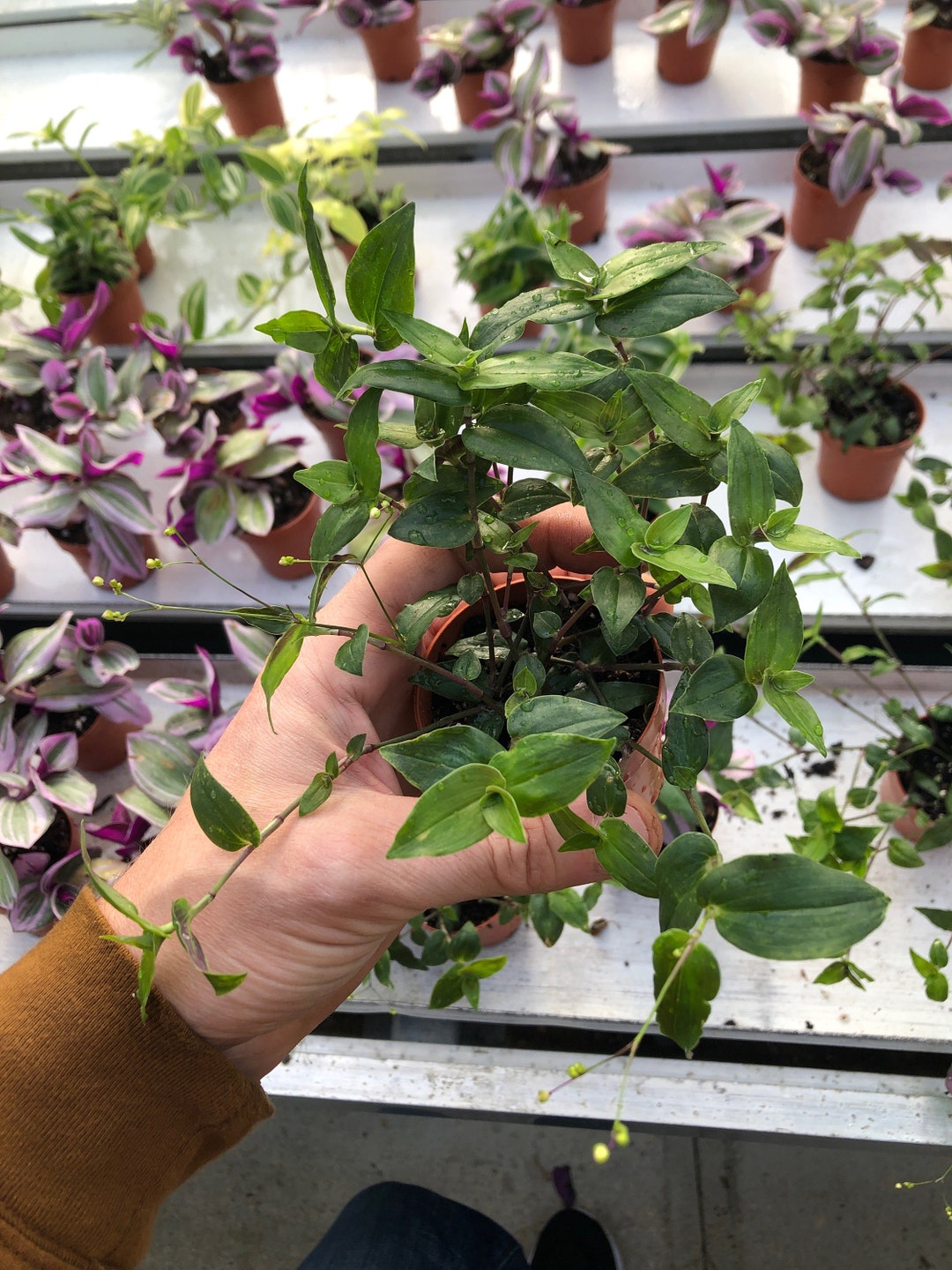 Tradescantia Bridal Vail ~ Tiny White Flowers ~ Easy Houseplant ~ Rare ...