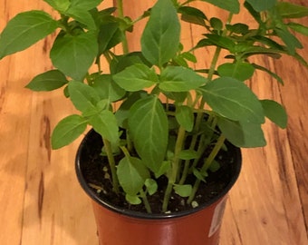 Dwarf Greek Basil Seedling Basil Plant - Etsy