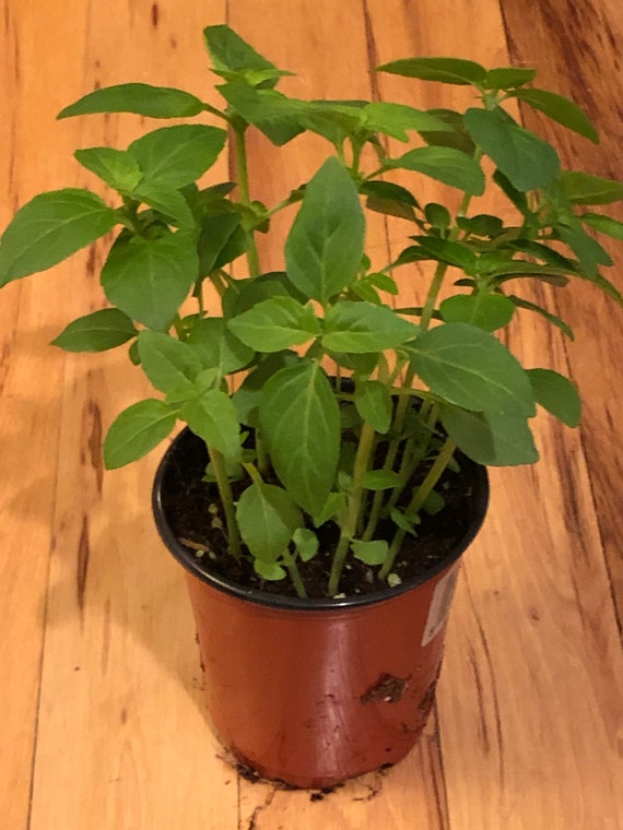 Dwarf Greek Basil Live Plant 4 Pot - Etsy