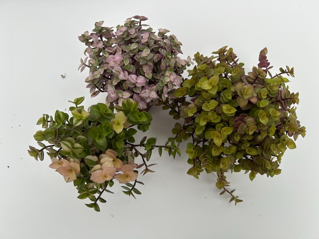 Callisia Repens Collectors Pack ~ 3 Varieties Var Bolivian Gold, Pink ...