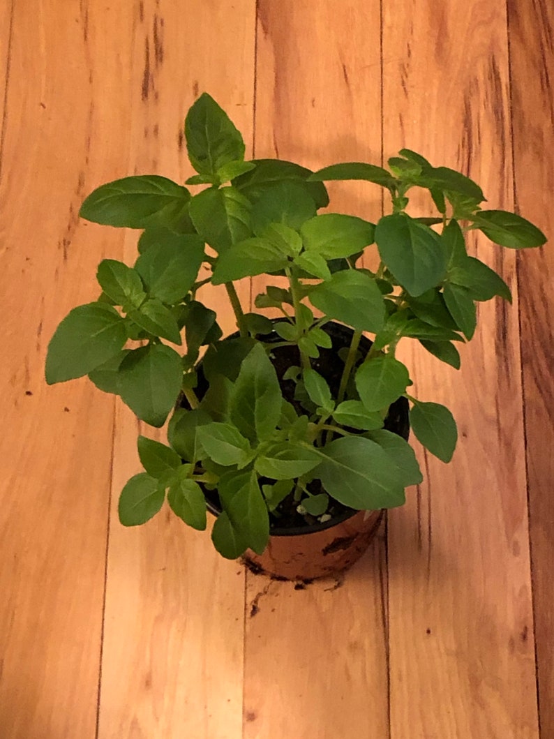 Dwarf Greek Basil Live Plant 4 Pot - Etsy
