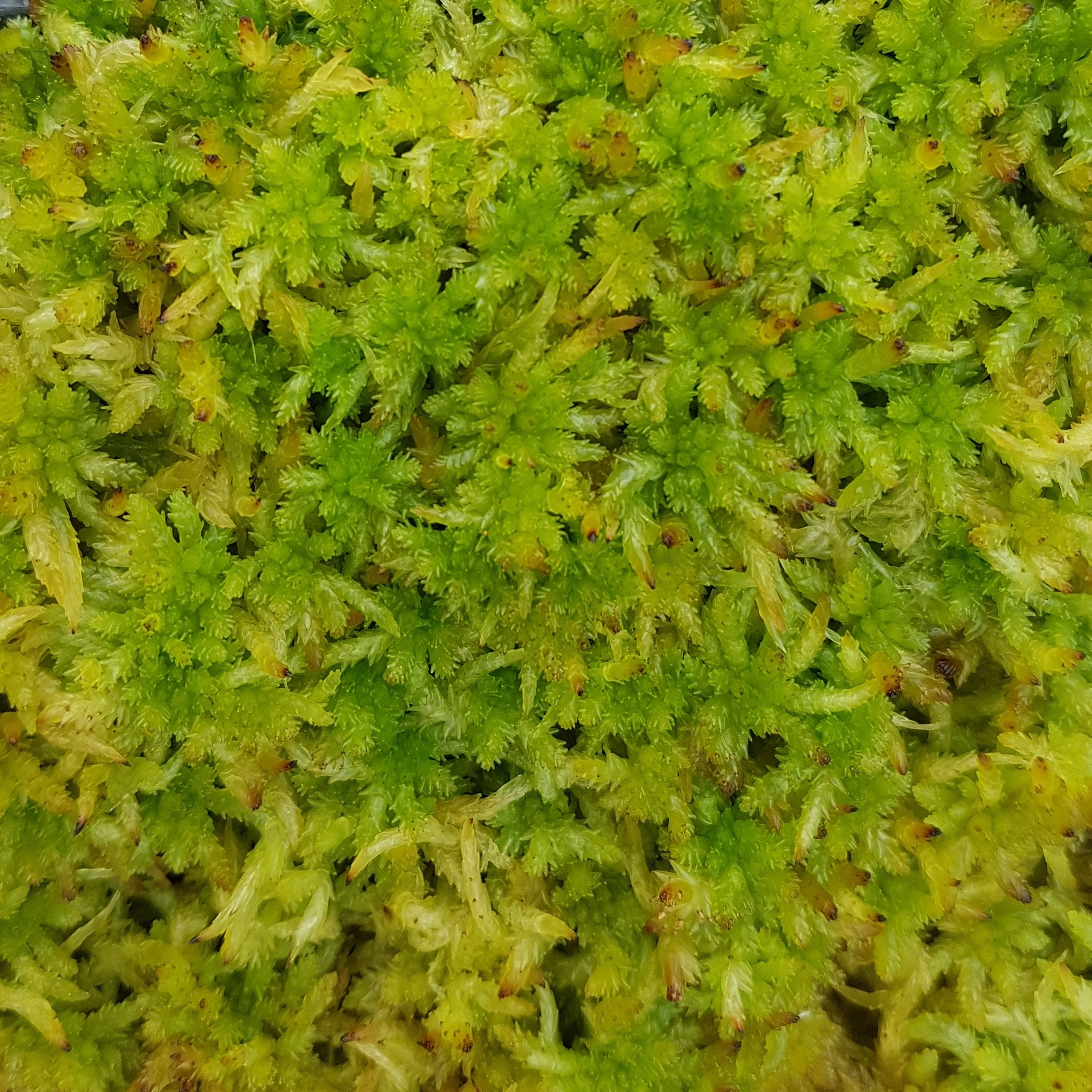 Sphagnum Palustre | Etsy