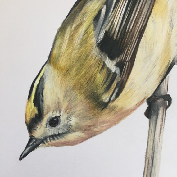 Goldcrest Drawing. - Etsy