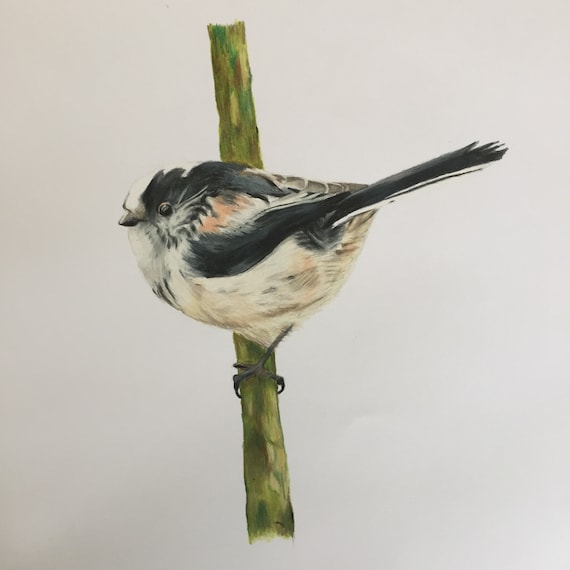 Long-tailed Tit drawing. | Etsy