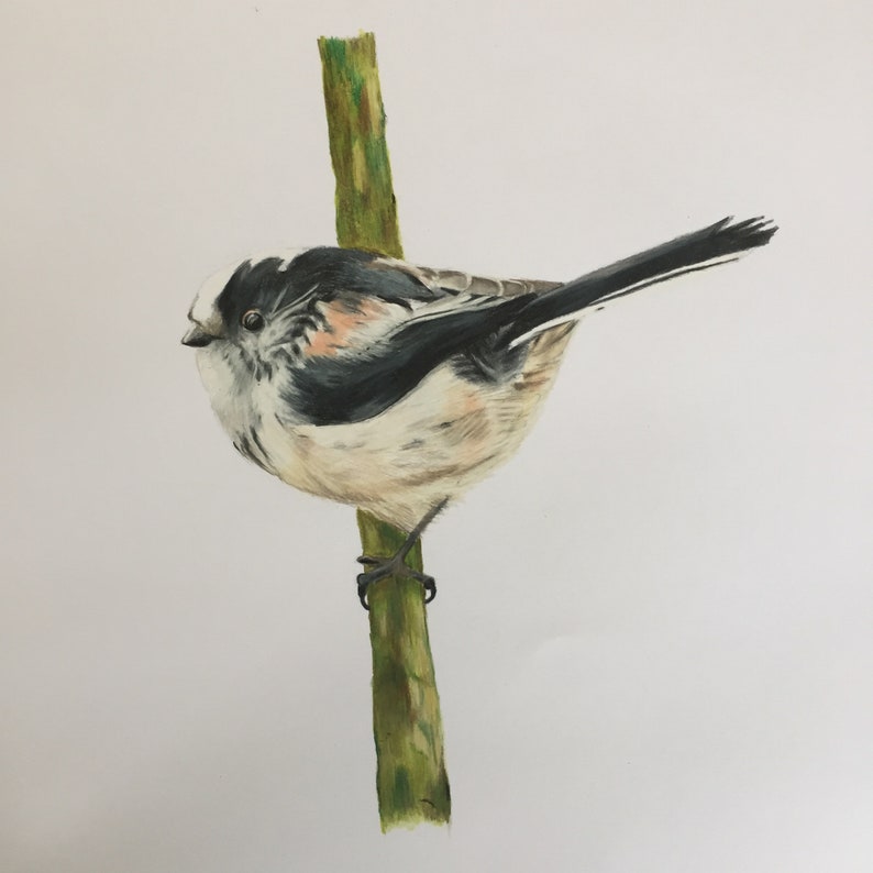 Long-tailed Tit Drawing. - Etsy