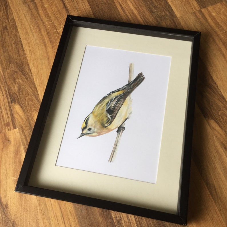 Goldcrest Drawing. - Etsy