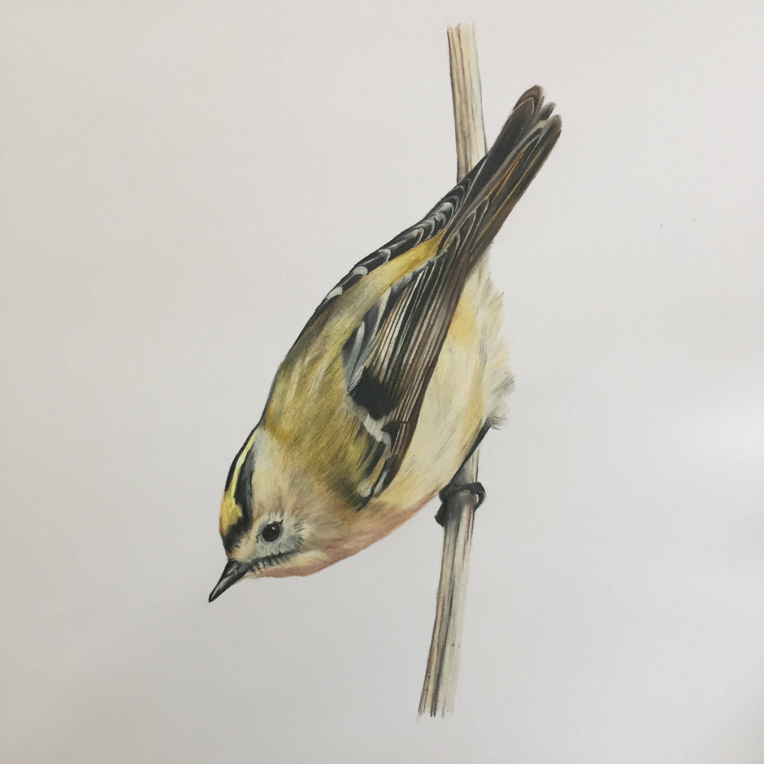 Goldcrest Drawing. - Etsy