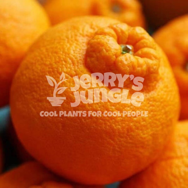 Sumo Mandarin - Etsy