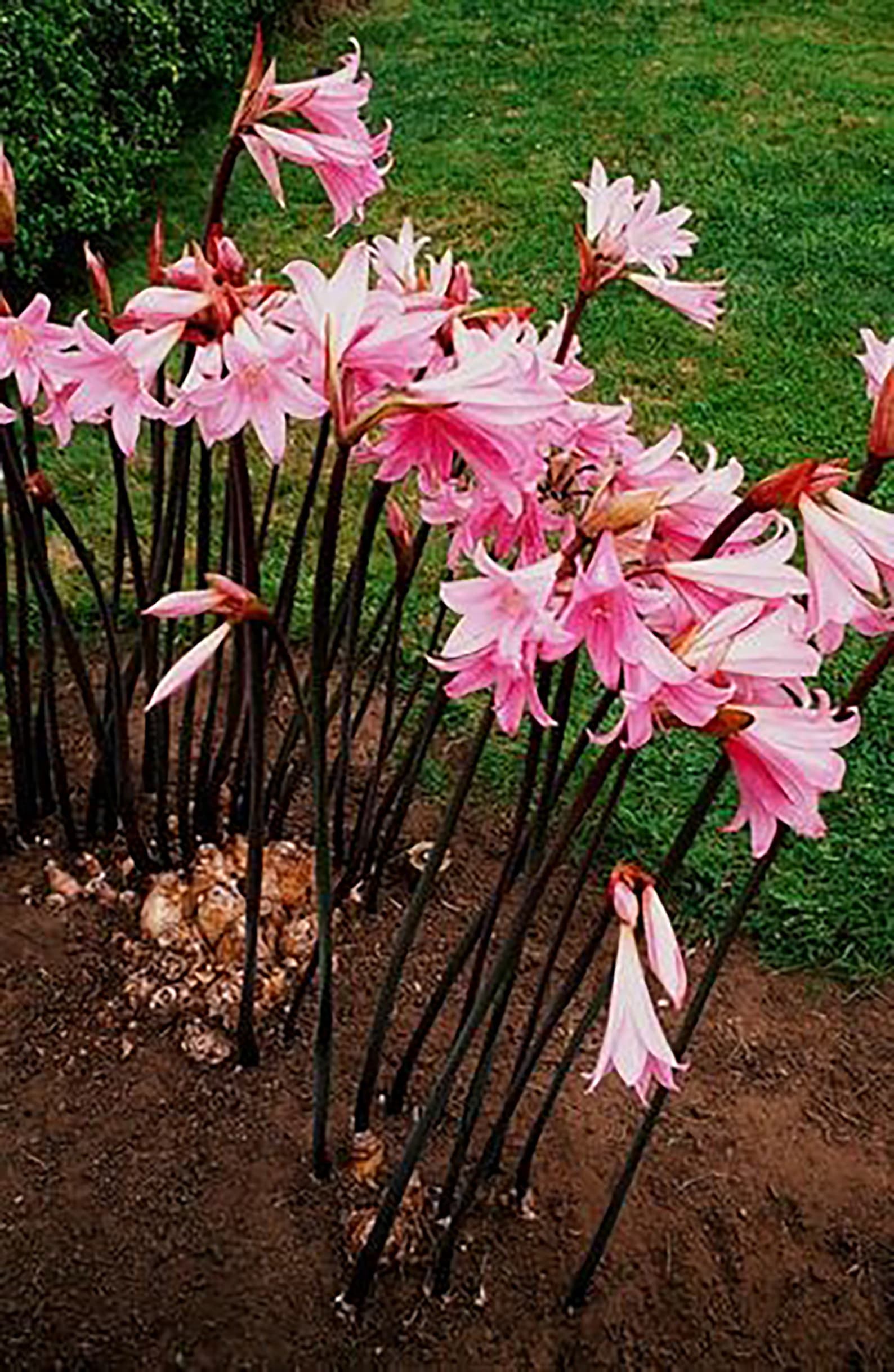 Amaryllis 'belladonna' Bulbs for Fall Planting | Etsy