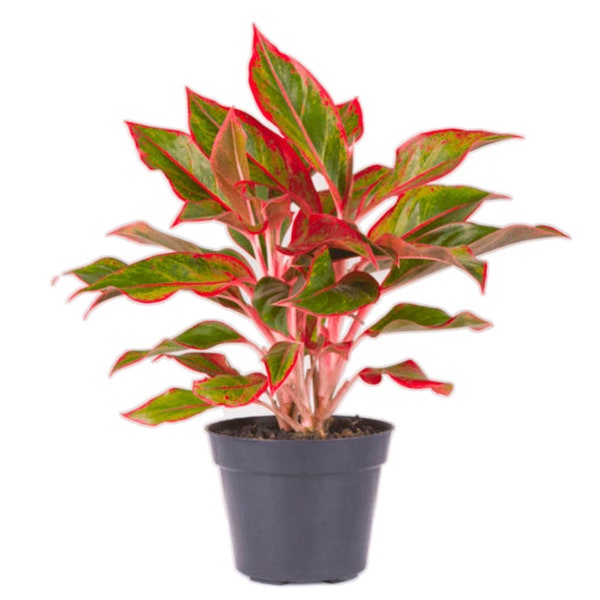 Chinese Evergreen Aglaonema - Etsy