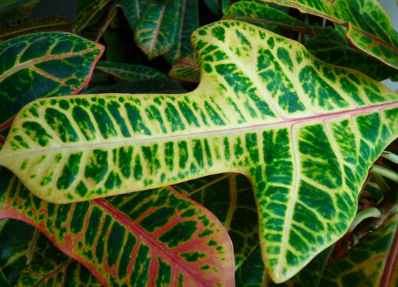 Croton Variegatum