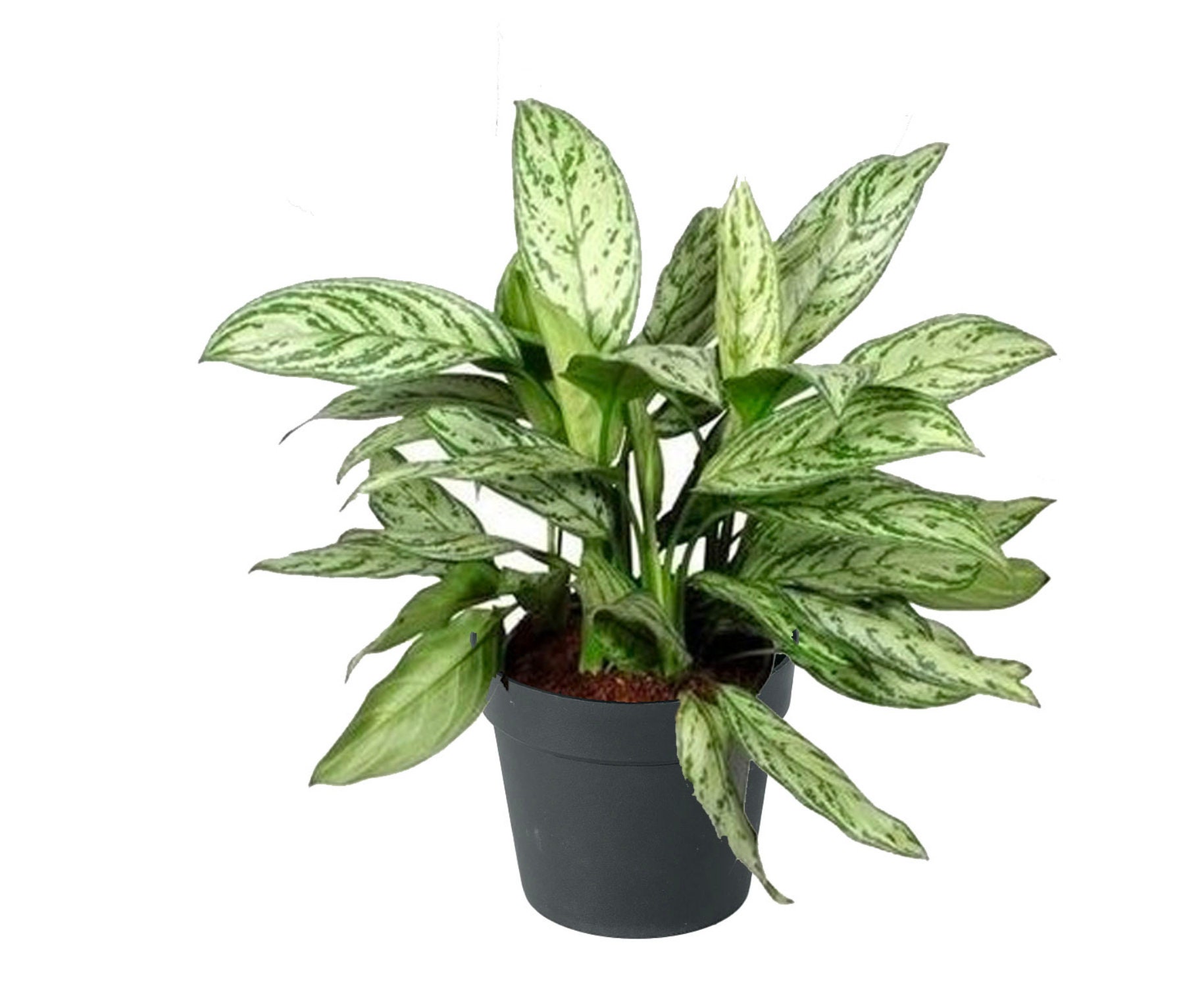 Silver Queen House Plant