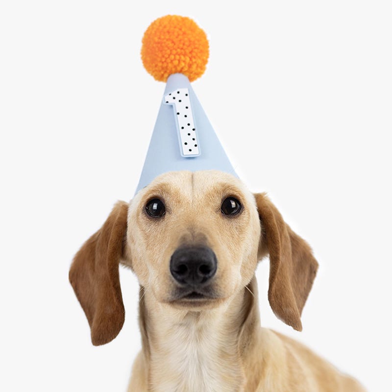 Dog Birthday Hat - Etsy
