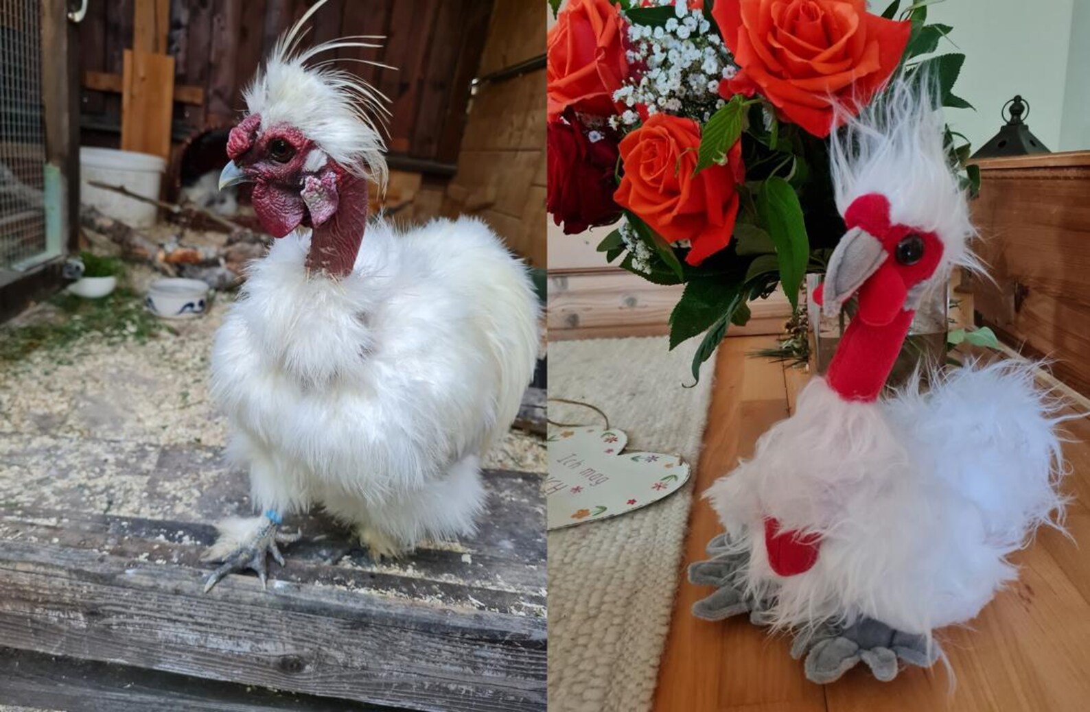 Crazy Birds Harald Huhn - Etsy