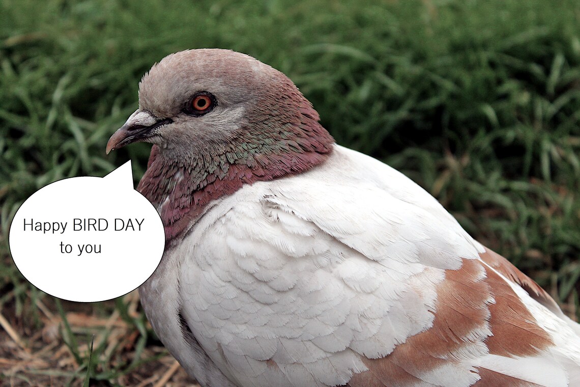 A Birders Birthday cards Pigeon Happy Bird Day to you/ya | Etsy