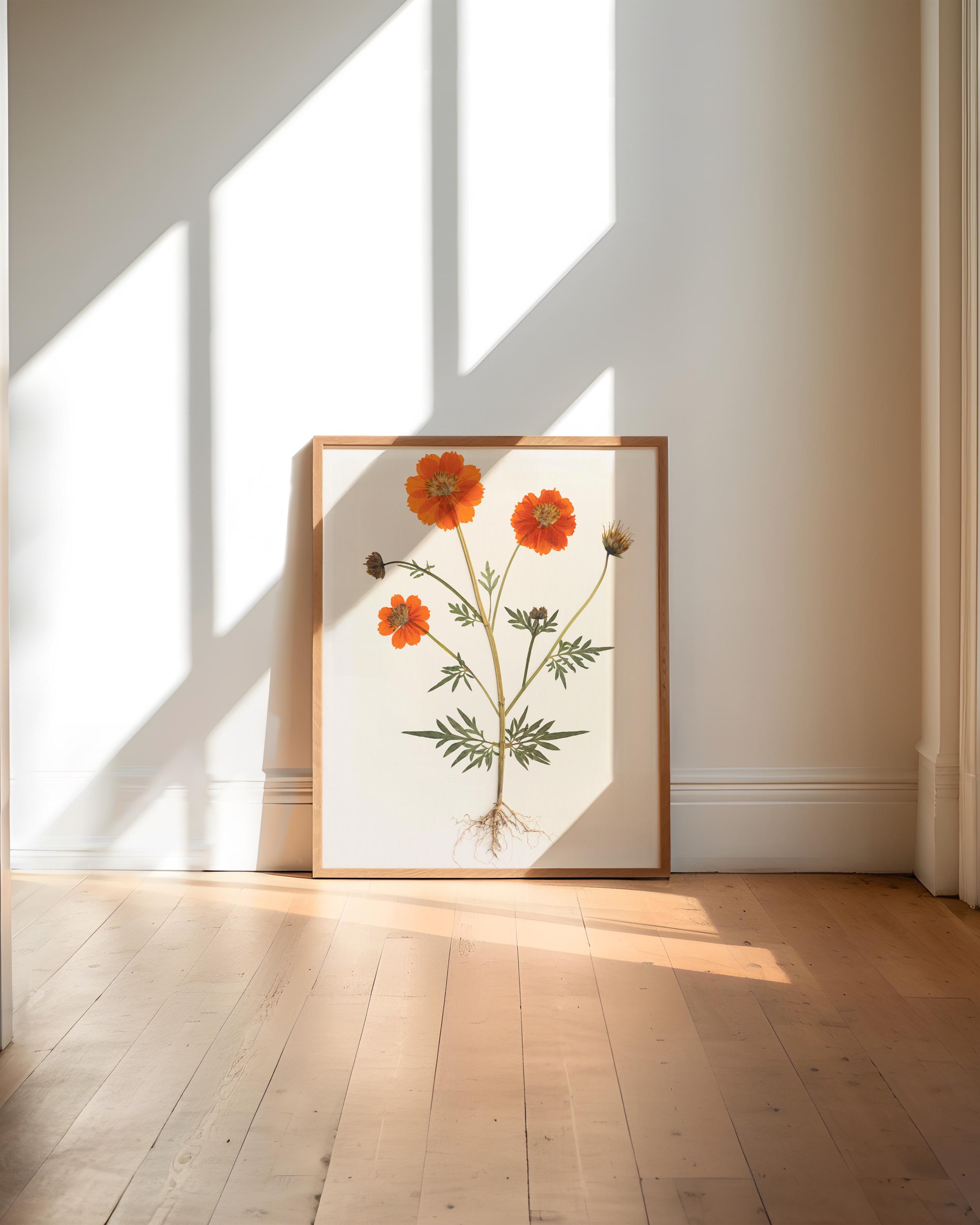 Pressed Orange Cosmos With Roots Art Print: Floral Plant Wall Decor - Etsy