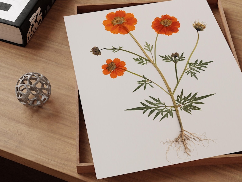 Pressed Orange Cosmos With Roots Art Print: Floral Plant Wall Decor - Etsy