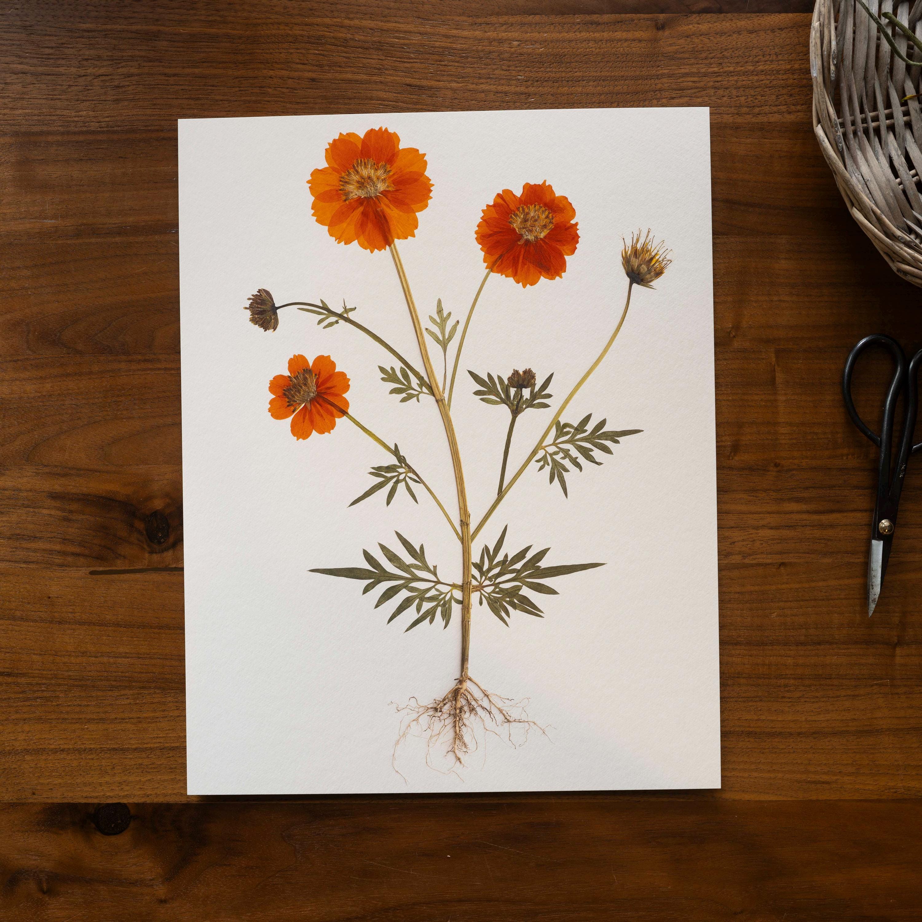 Pressed Orange Cosmos With Roots Art Print: Floral Plant Wall Decor - Etsy