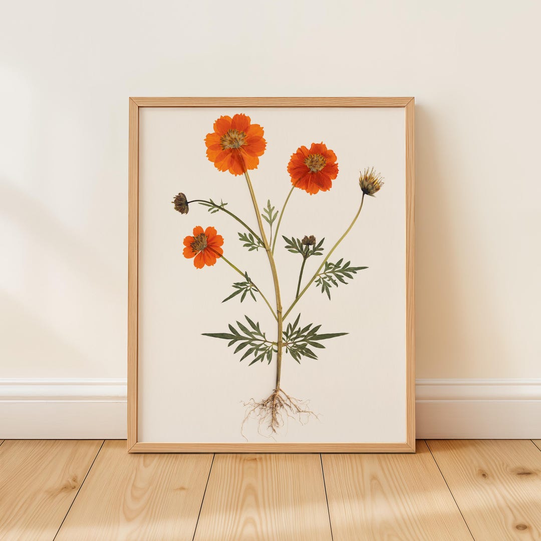 Pressed Orange Cosmos With Roots Art Print: Floral Plant Wall Decor - Etsy