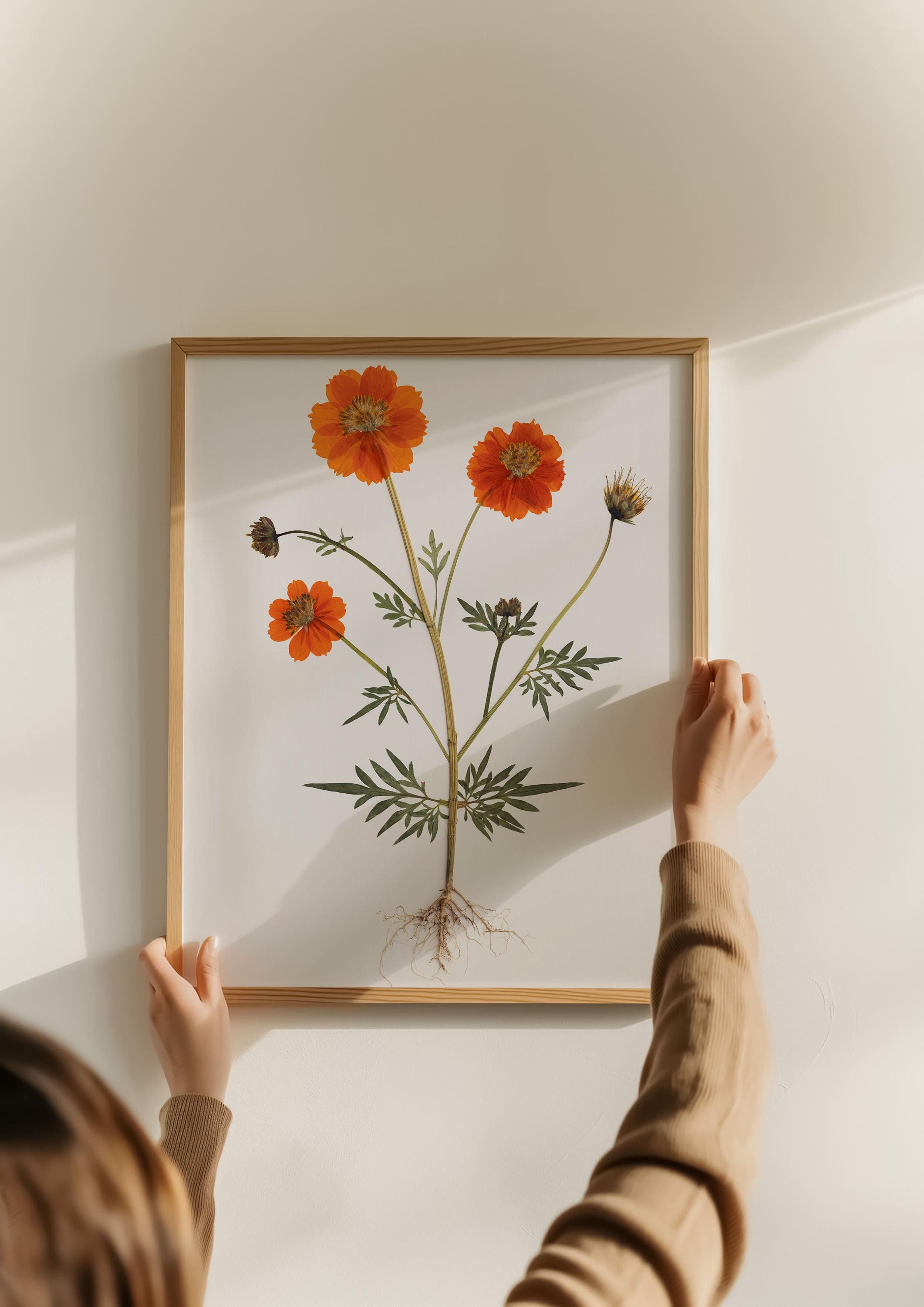 Pressed Orange Cosmos With Roots Art Print: Floral Plant Wall Decor - Etsy