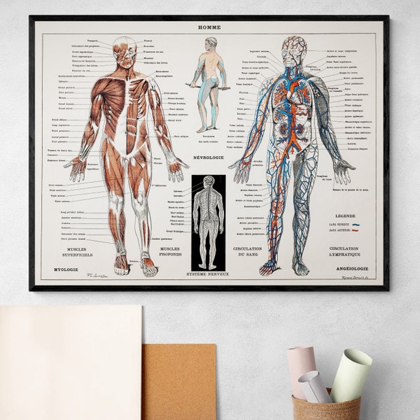 Circulatory System Poster - Etsy