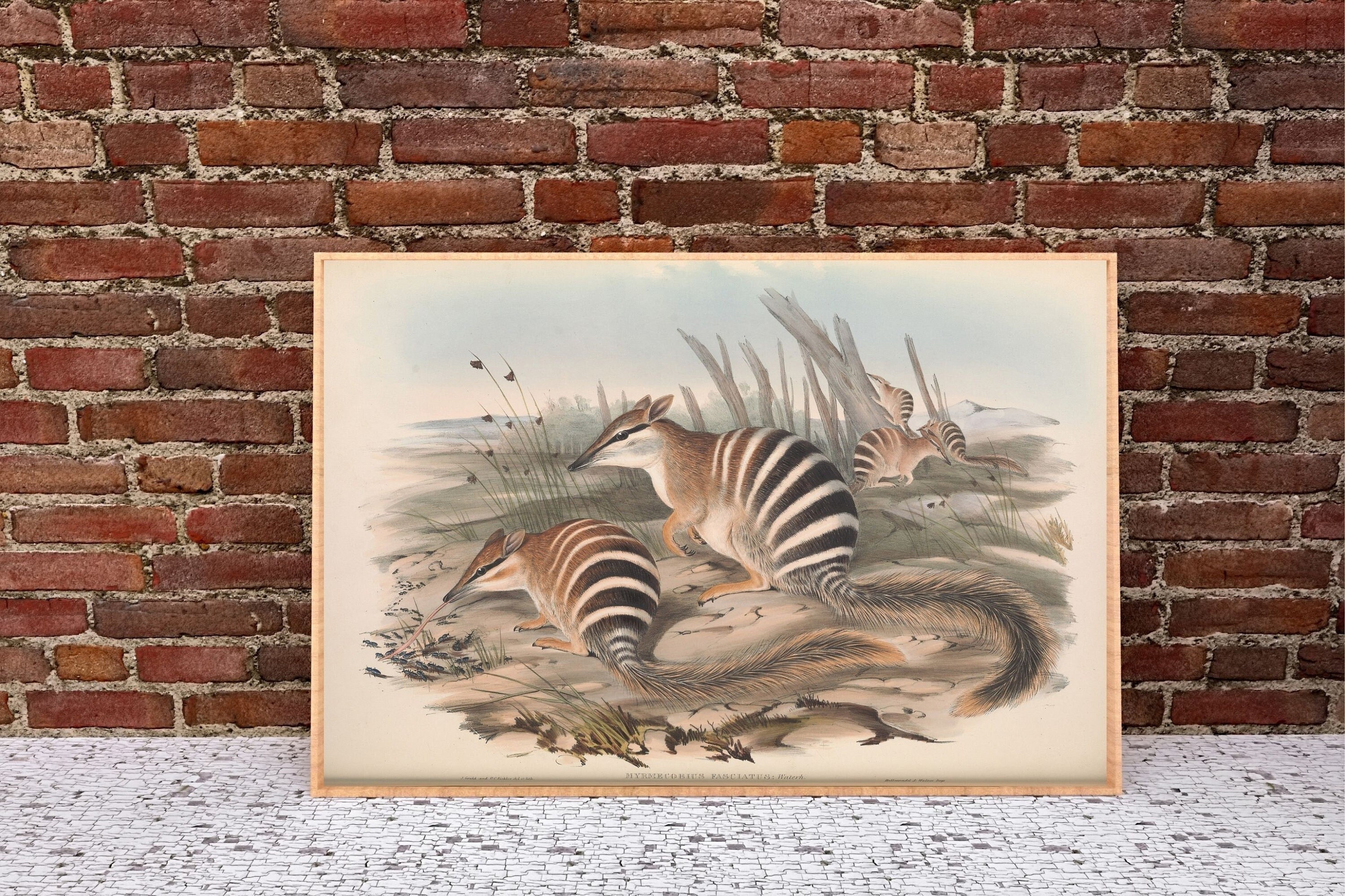 Prints Giclée Art & Collectibles Numbat Banded Anteater Vintage Wall ...