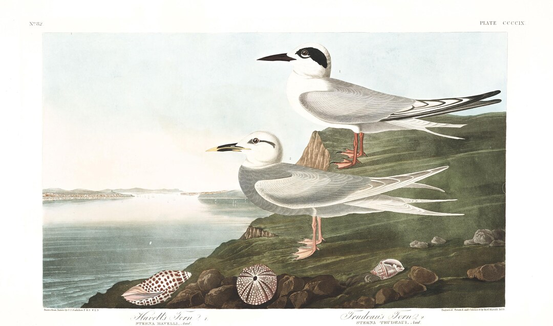 Platte 409 Havell Seeschwalbe Forster Seeschwalbe Audubon Vogel ...