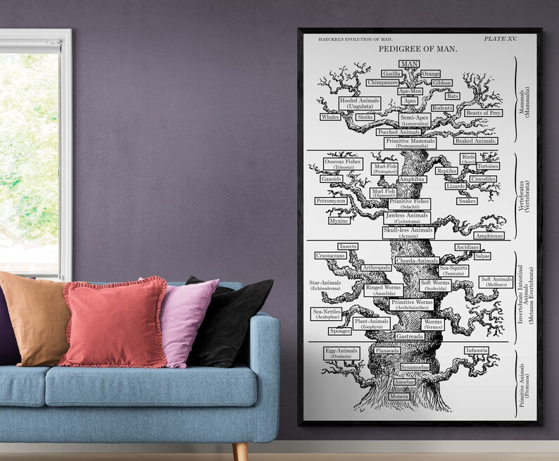 1890 Family Tree of Man Theory of Human Evolution Anthropology - Etsy ...