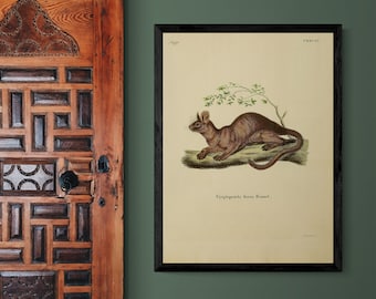 Vintage Fossa Print - Etsy