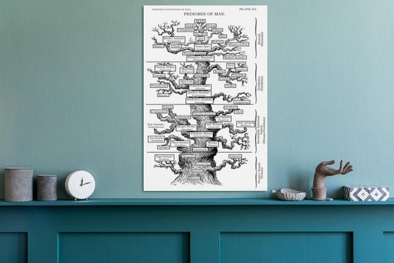 Human Evolution Family Tree Chart