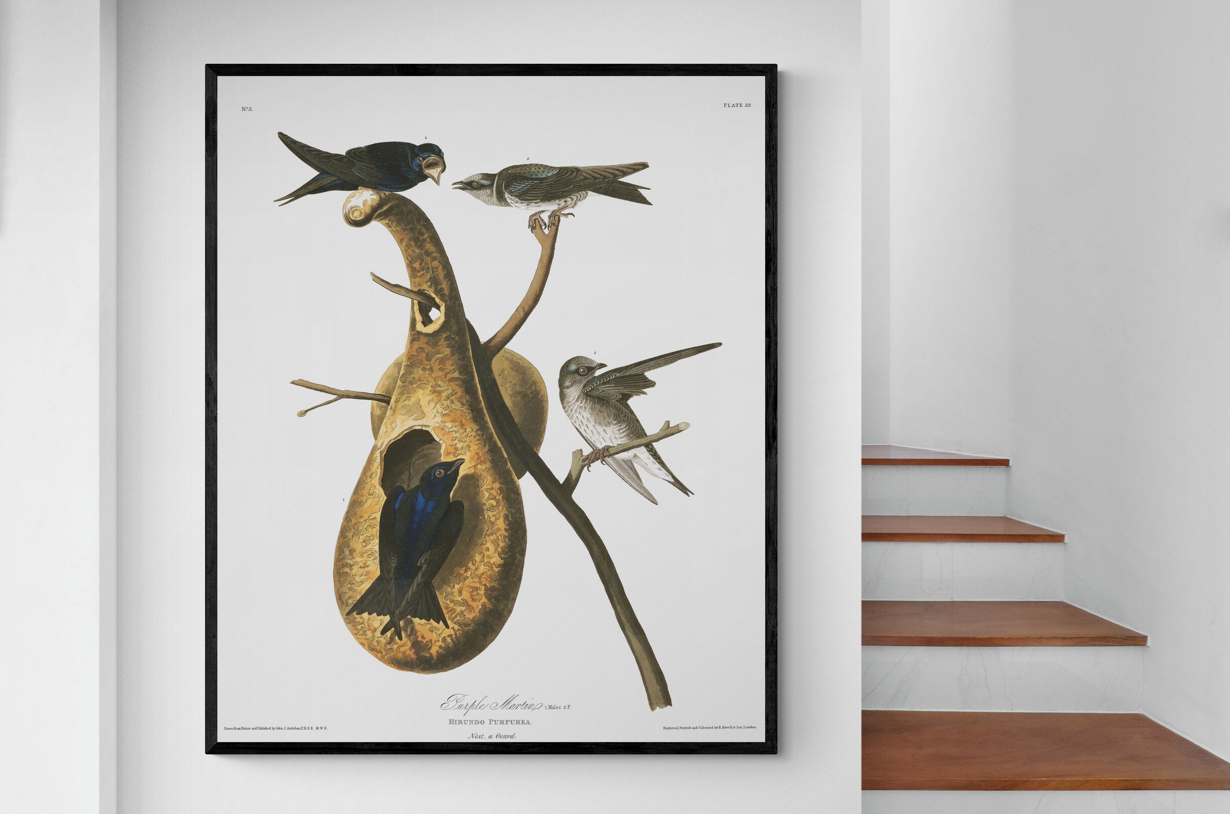 Purple Martin Drawings