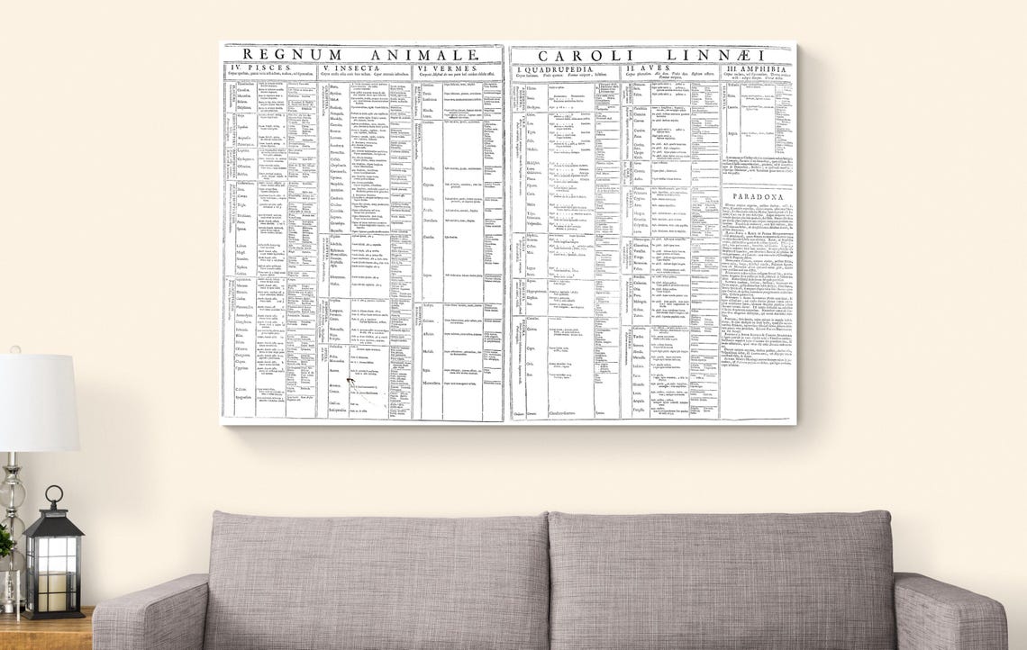 1735 Carl Linnaeus Animal Kingdom Taxonomy Chart – Historic Zoological ...