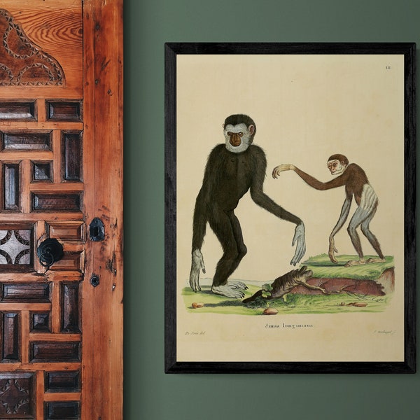 Vintage Gibbon Poster - Etsy