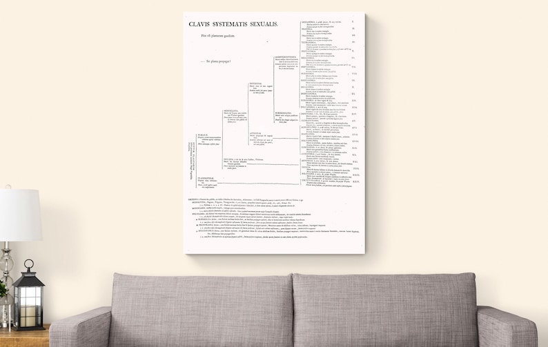 1735 Carl Linnaeus Plant Kingdom Taxonomy Chart – Historic Botanical ...