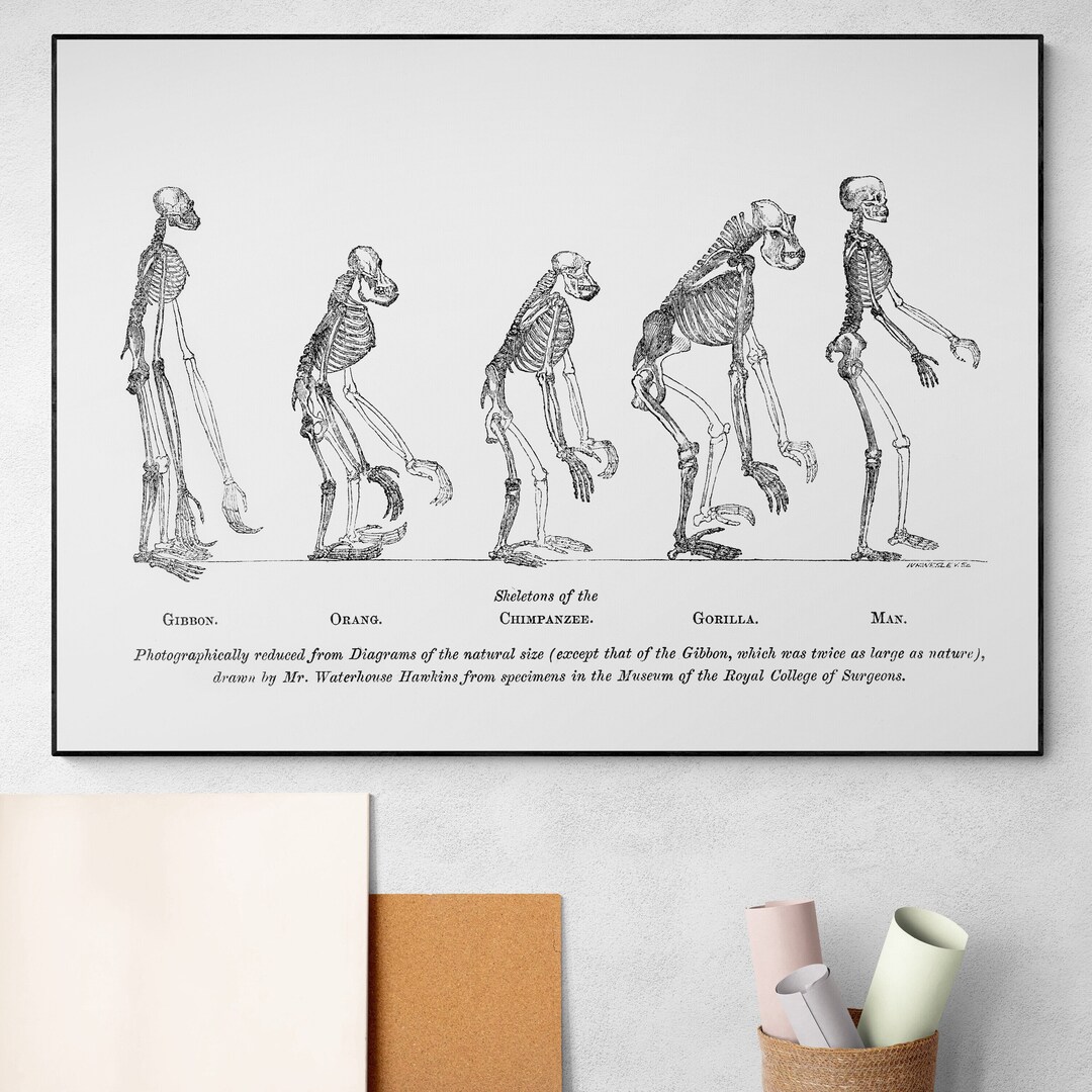 Evidence of Man's Place in Nature Human Theory of Evolution ...