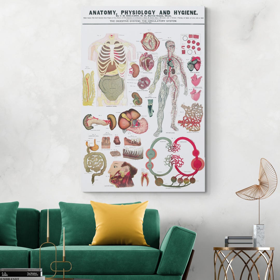 1886 Anatomy Chart – Digestive & Circulatory Systems Medical ...
