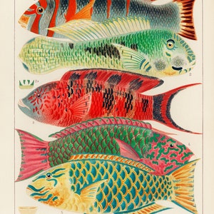 Fishes Great Barrier Reef Australian Marine Ocean Underwater Sea Life ...