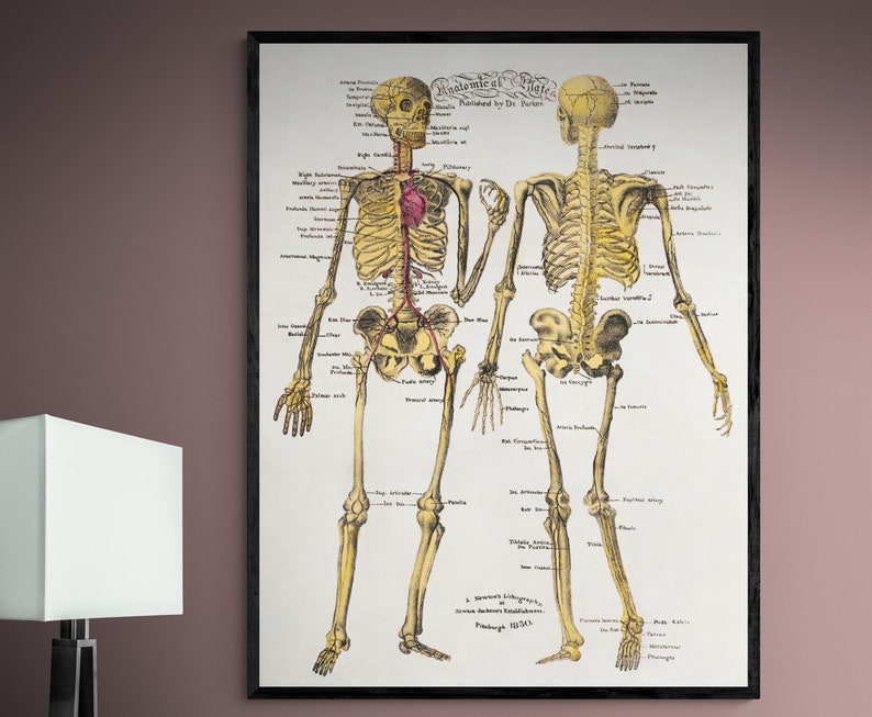 Human Body Neuroscience Skeletal System Anatomy Medical Chart - Etsy